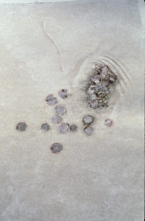 Collections | Search | Hou Wenyi (Set of 30 Photographs) | Asia Art Archive